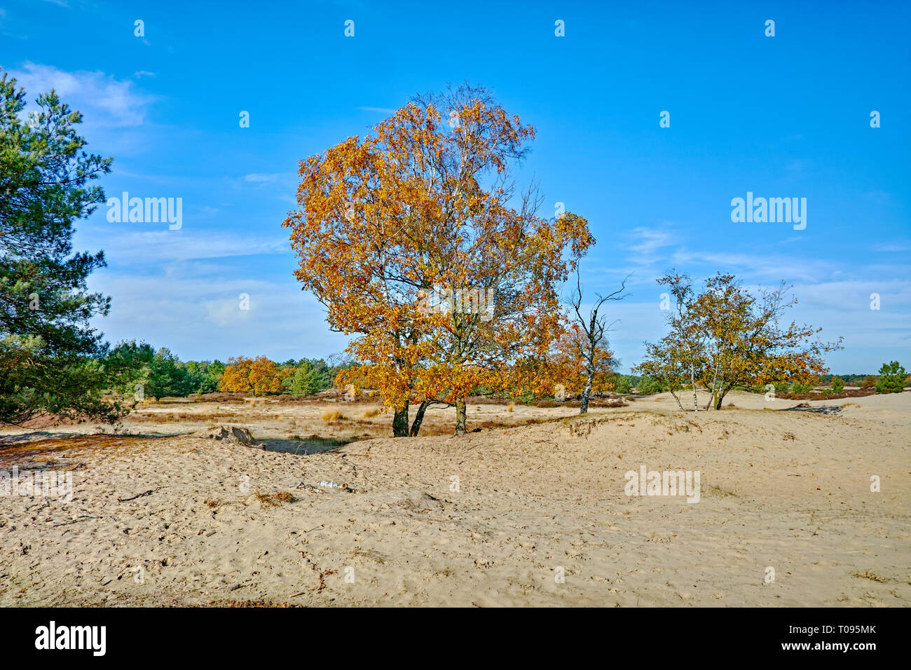 Desert landscape with yellow sand dunes, trees and plants and blue sky ...