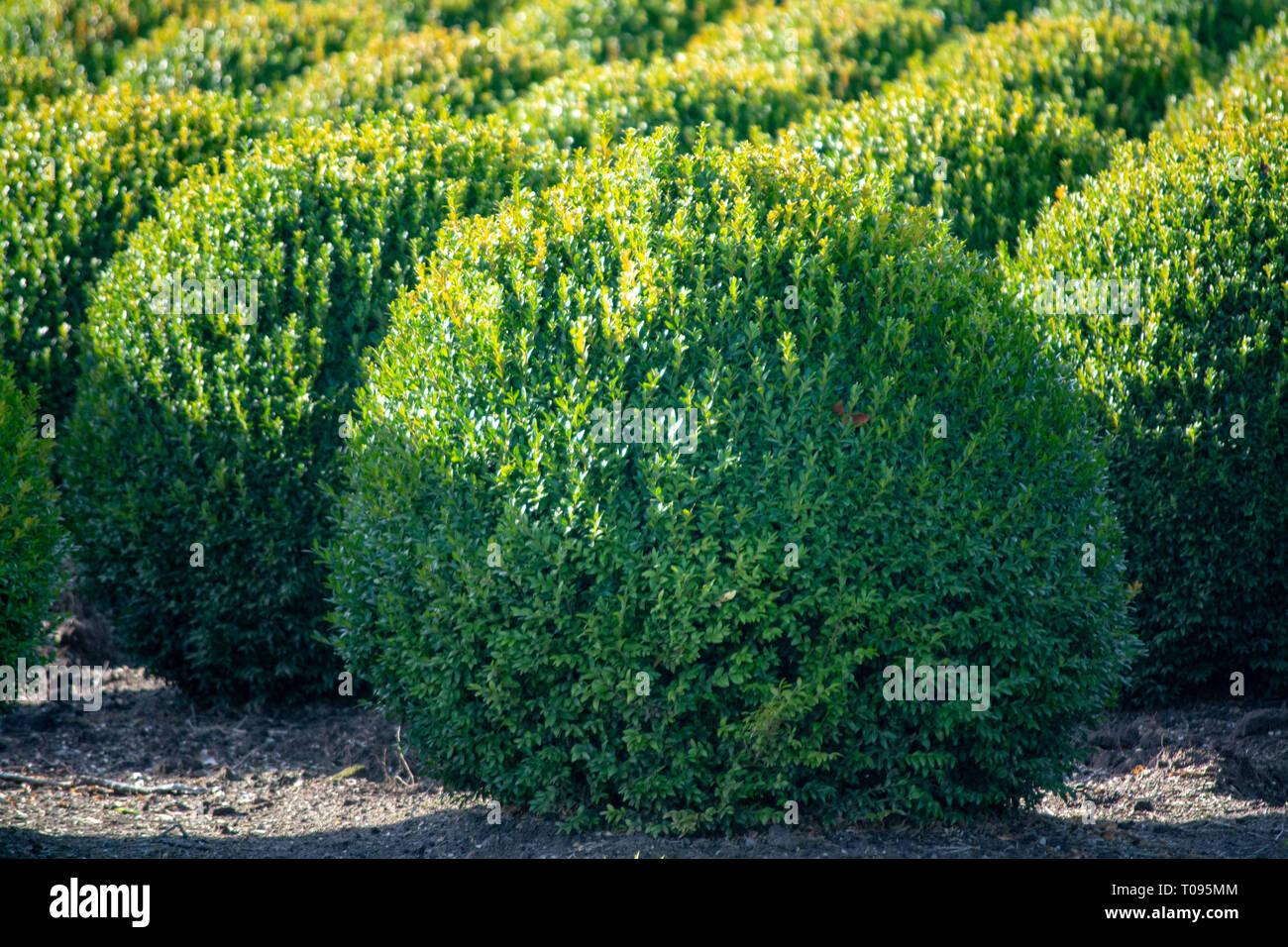 Evergreen buxus or box wood nursery in Netherlands, plantation of ...