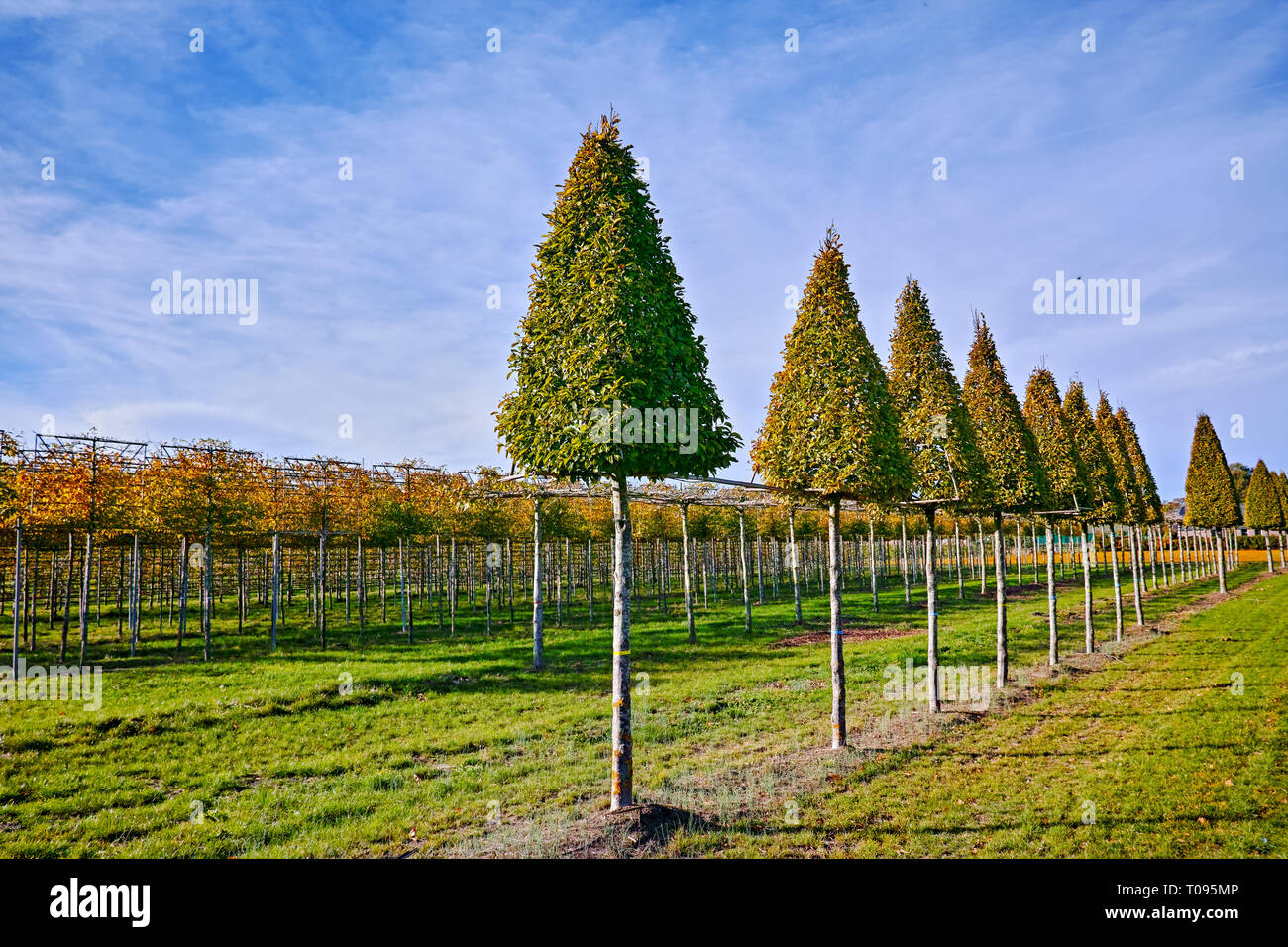 Plantation of high decorative cutted ornamental trees growing in rows ...
