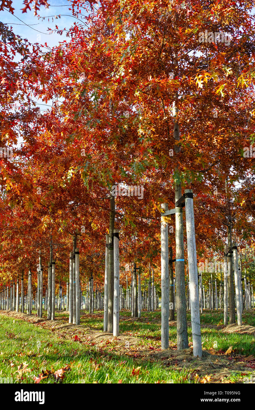 Garden and park tree nurseries specialise in medium to very large sized ...