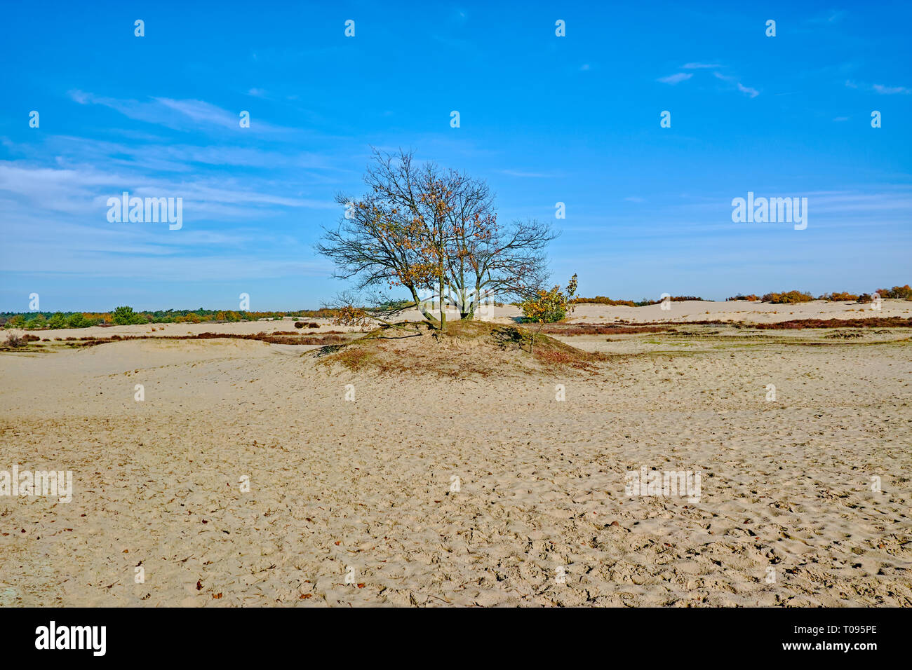 One old dried tree in yellow desert sands and blue sky, loneliness ...