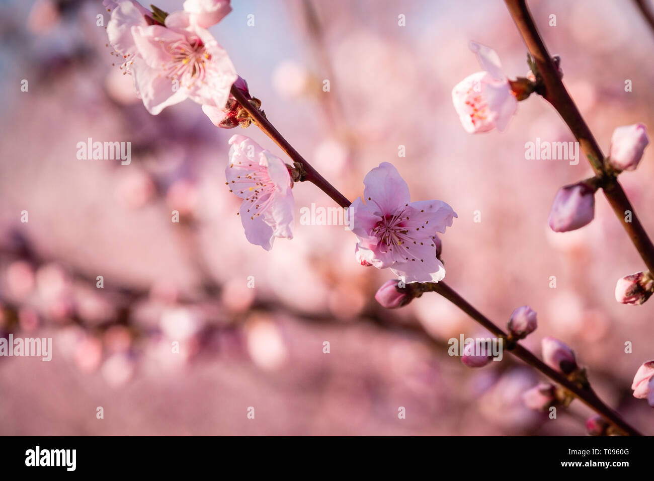 Peach blossoms in the spring Stock Photo - Alamy