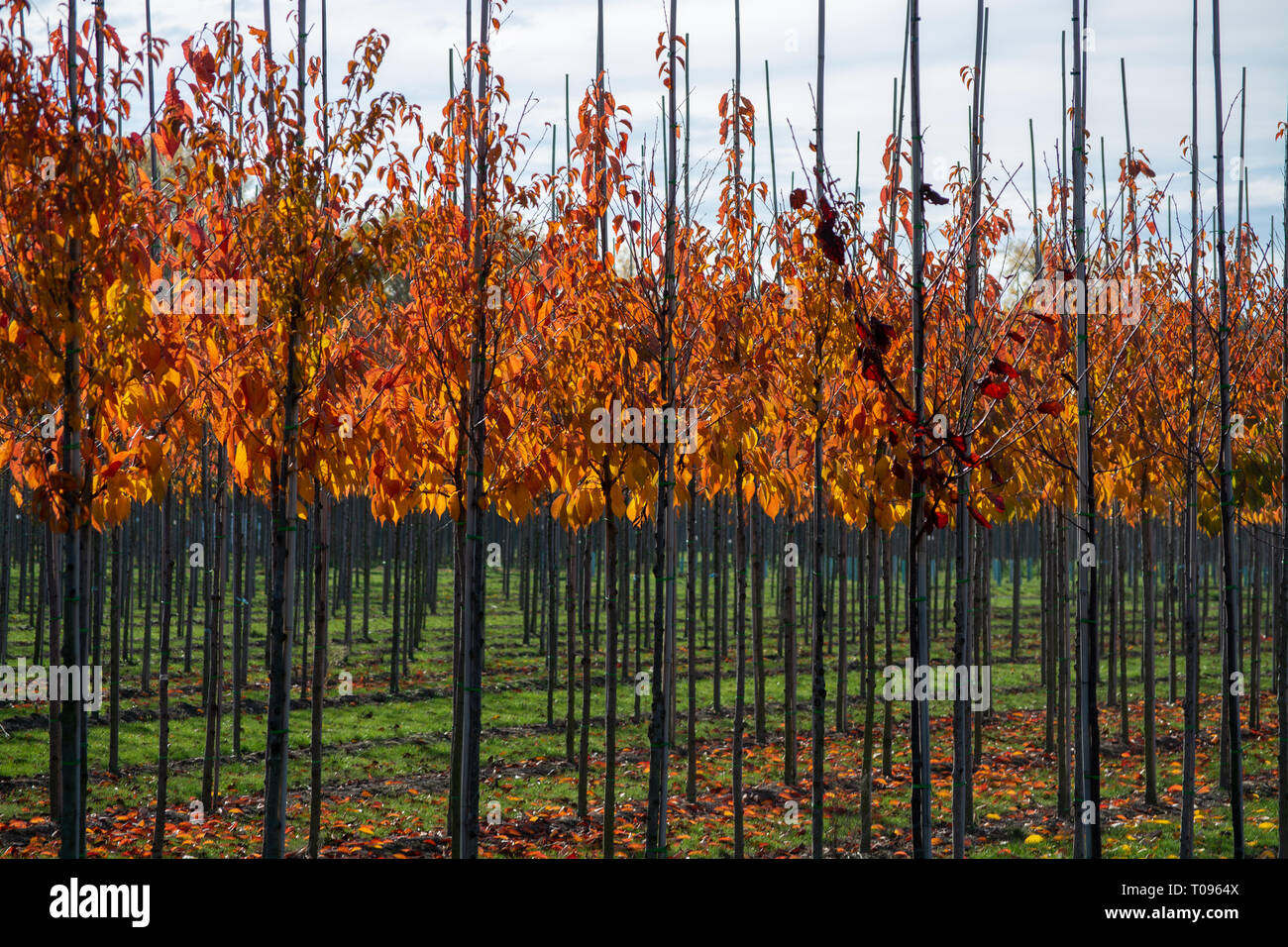 Public and privat garden, parks tree nursery in Netherlands, specialise ...