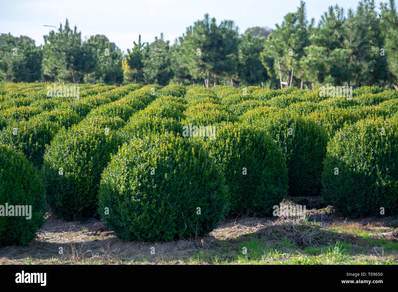 Evergreen buxus or box wood nursery in Netherlands, plantation of ...