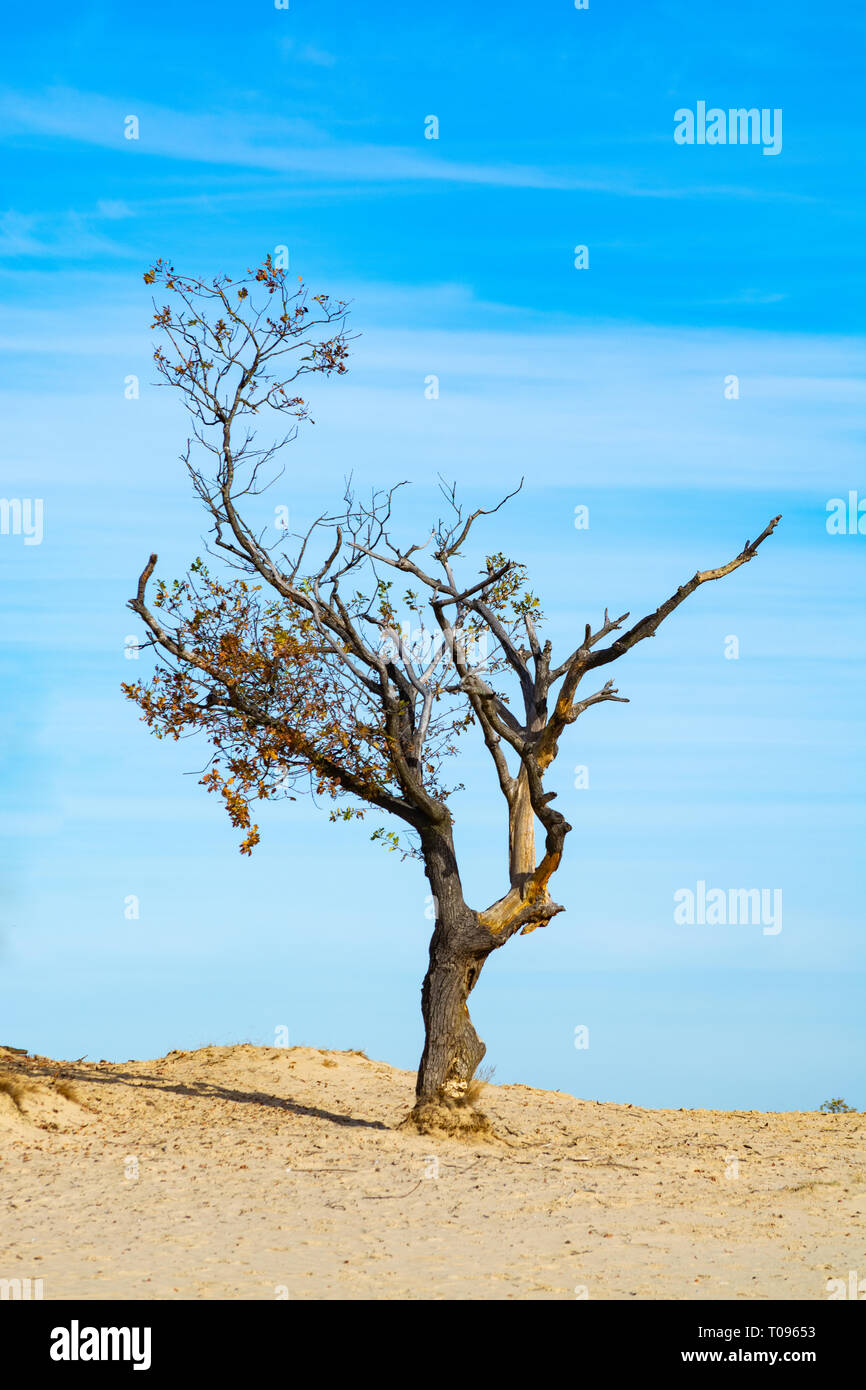 One old dried tree in yellow desert sands and blue sky, loneliness ...