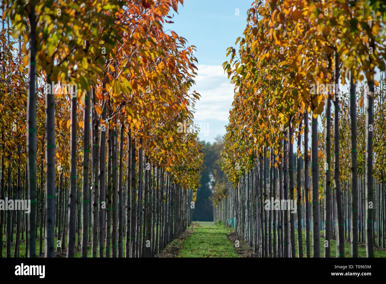 Public and privat garden, parks tree nursery in Netherlands, specialise ...