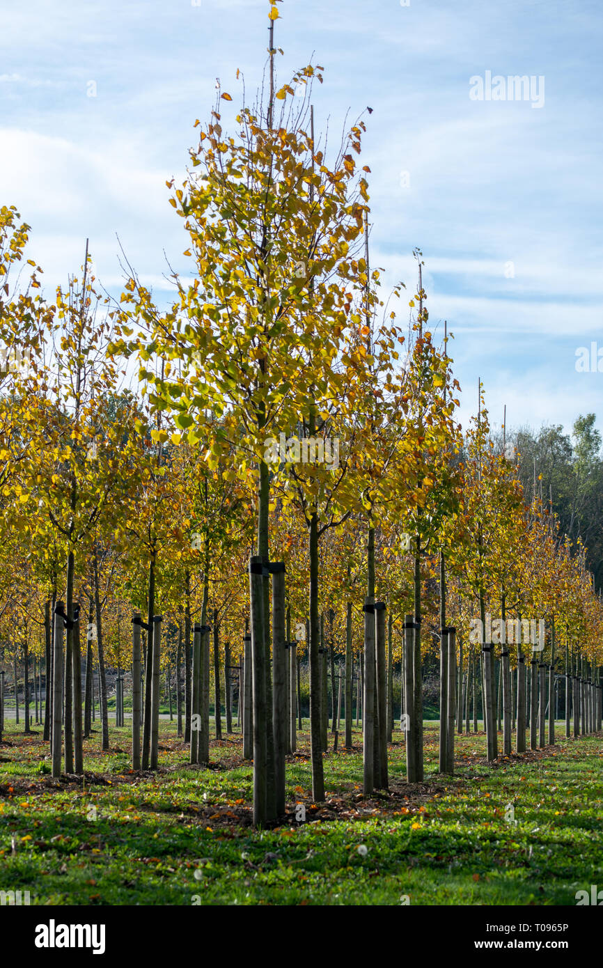 Privat garden, parks tree nursery in Netherlands, specialise in medium ...