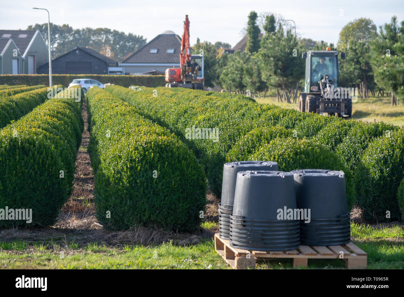 Evergreen buxus or box wood nursery in Netherlands, plantation of ...