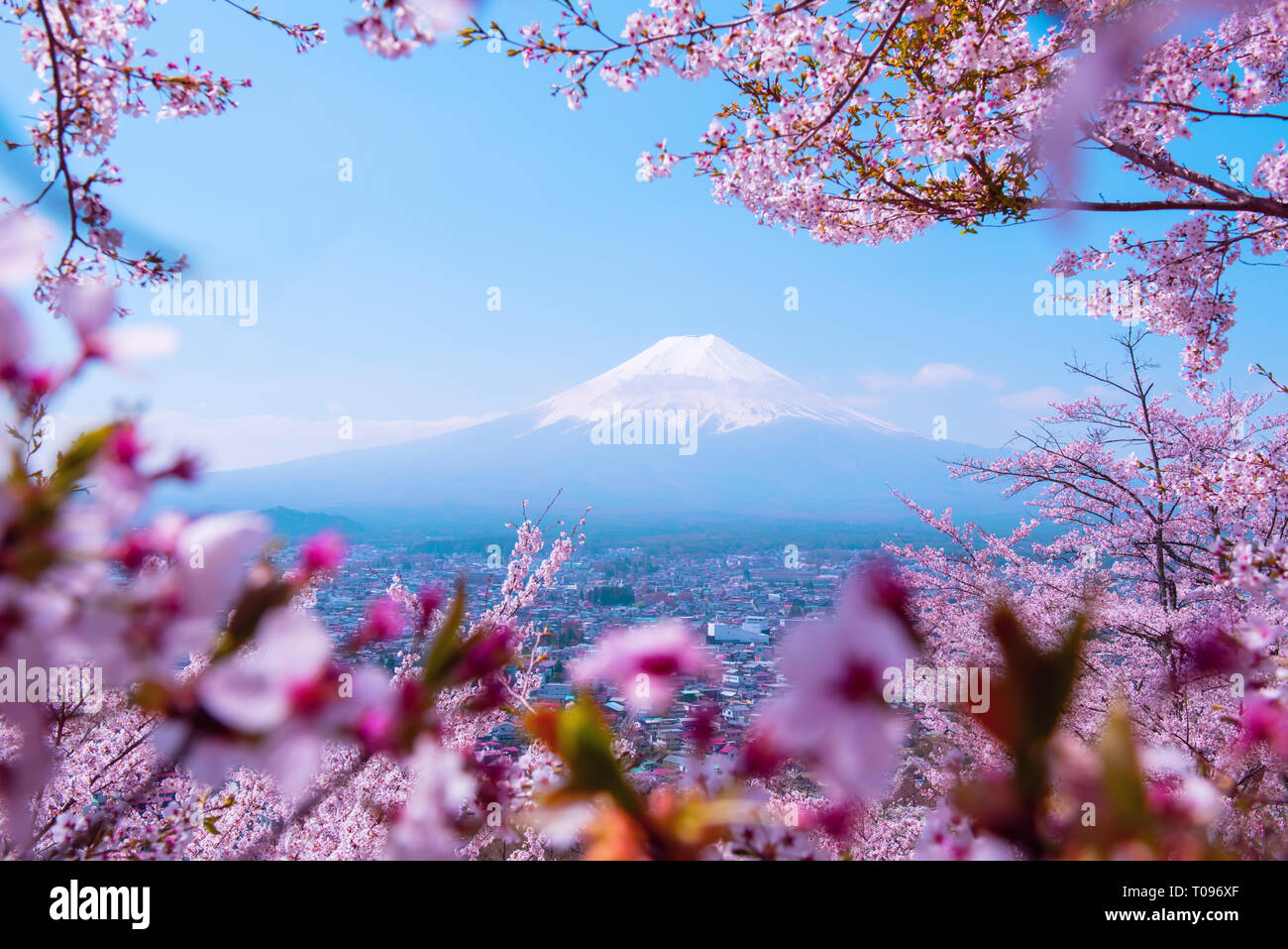 Sakura Garden Flower Spring