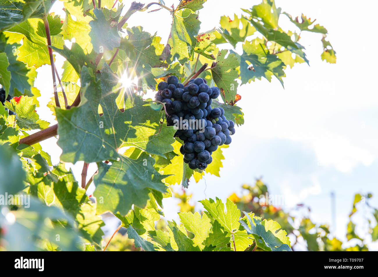 Bordeaux vineyard red merlot wine hi-res stock photography and images ...