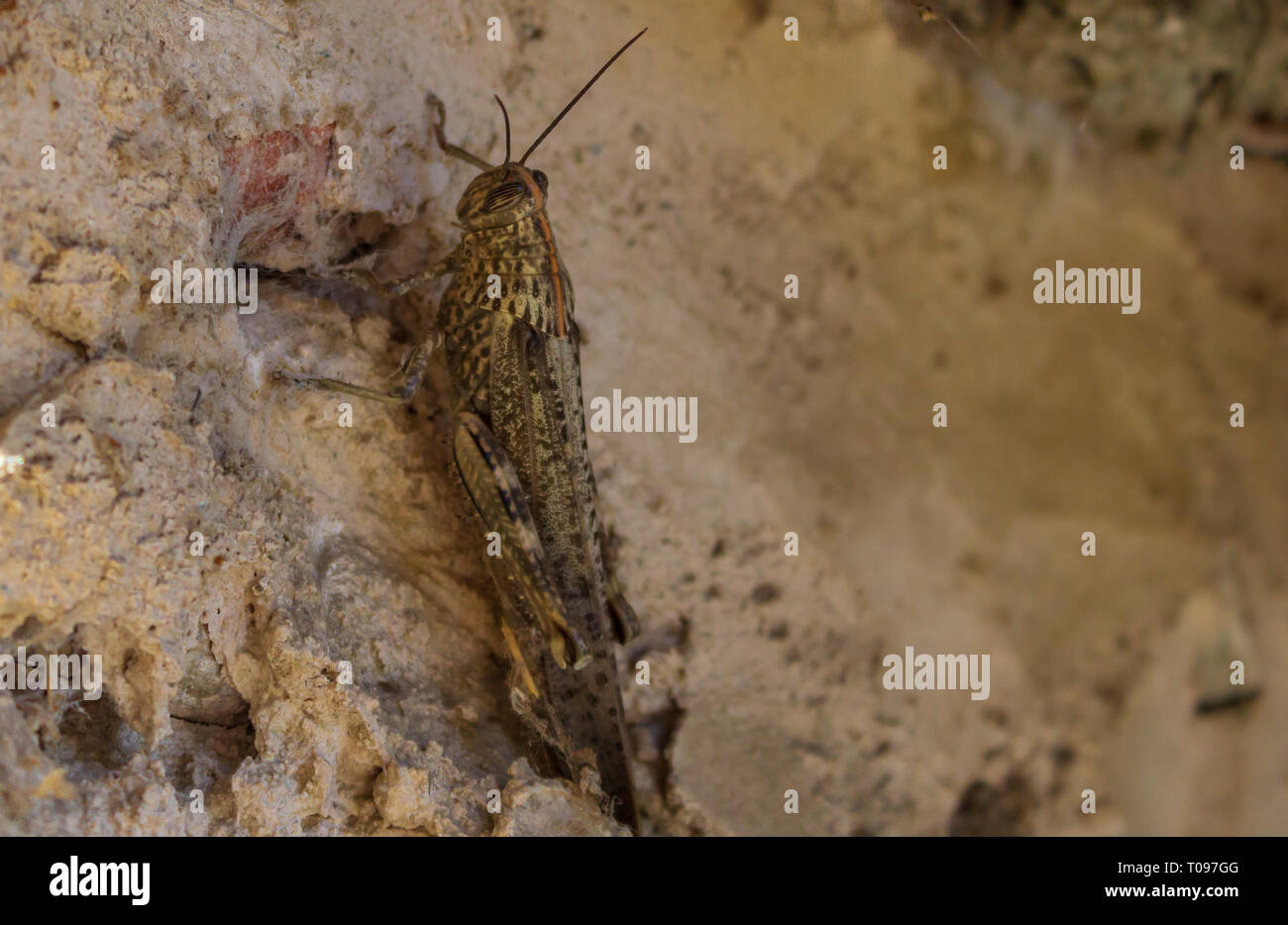 Egypt Locusts
