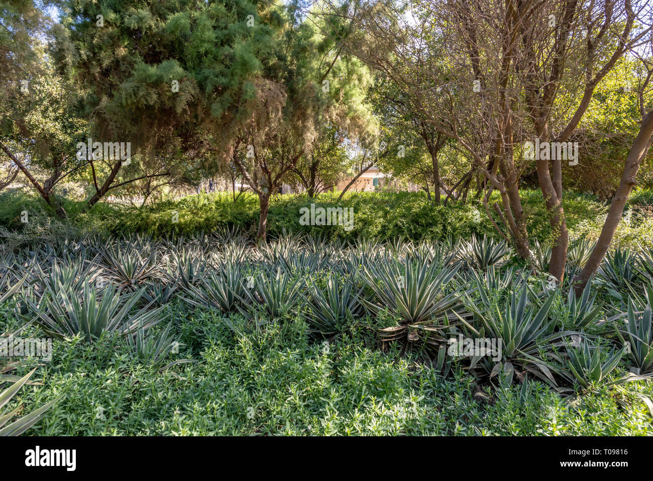 Plant shade trees hi-res stock photography and images - Alamy