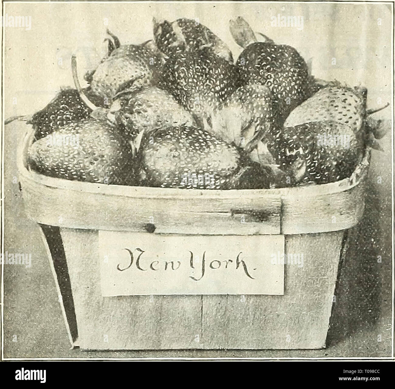 Dreer's mid-summer catalogue 1907 (1907 Stock Photo - Alamy