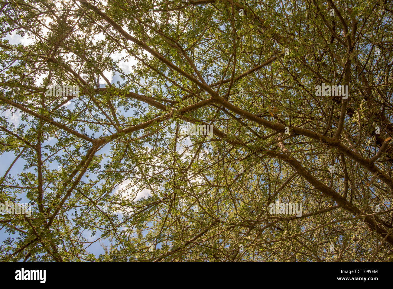 Sky seen through thin acacia branches and foliage, Umm Al Emarat Park ...