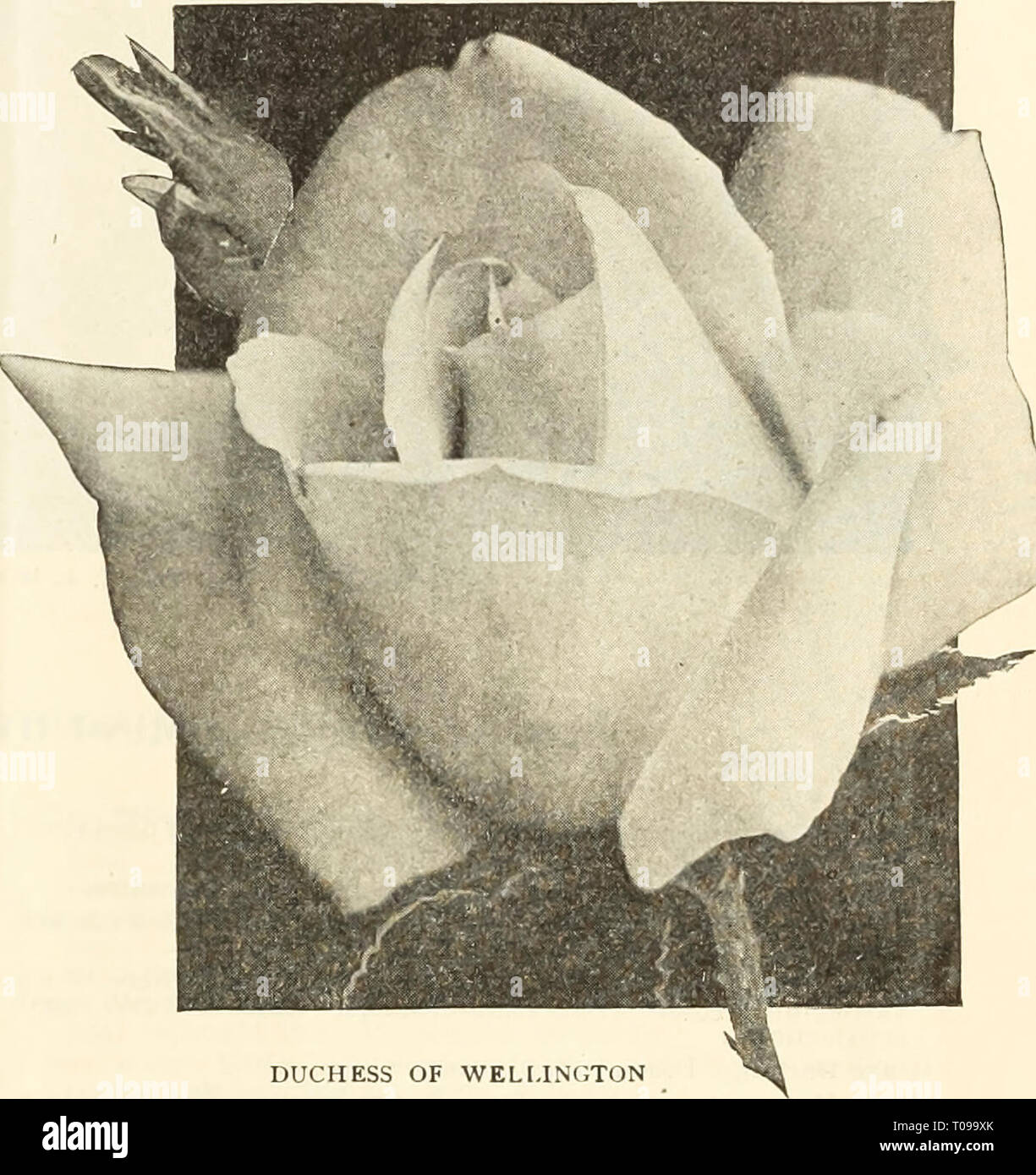 Dreer's mid-summer catalogue 1913 (1913 Stock Photo - Alamy