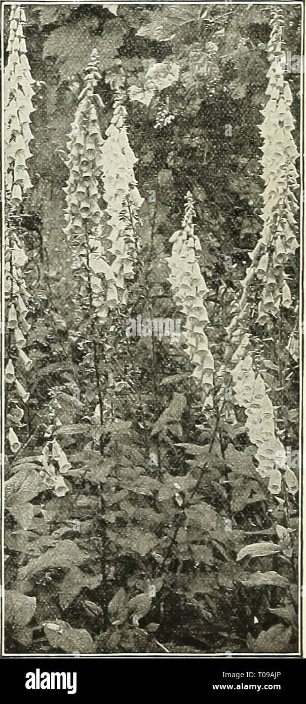 Dreer's mid-summer catalogue 1907 (1907 Stock Photo - Alamy