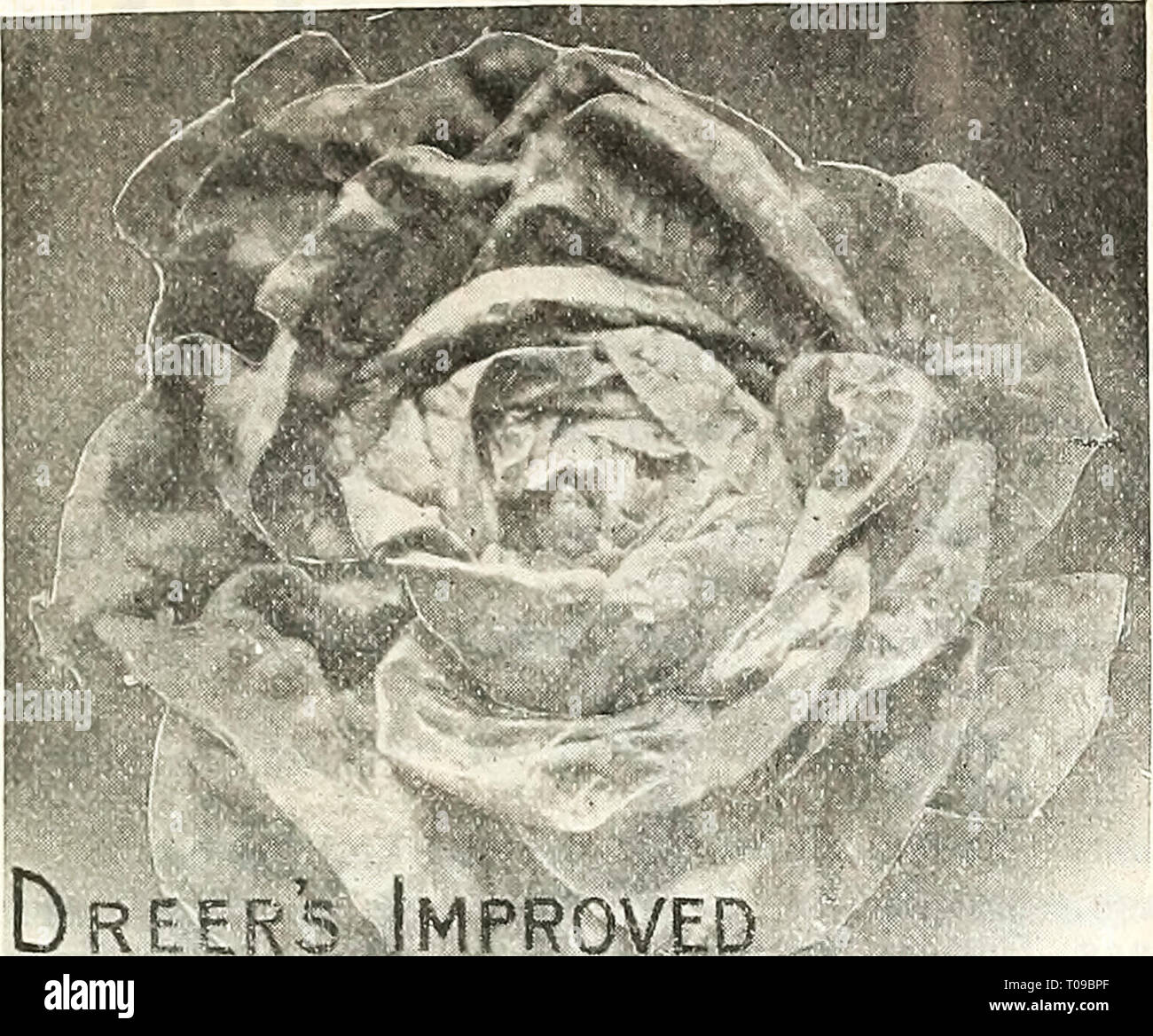 Dreer's mid-summer catalogue 1907 (1907 Stock Photo - Alamy