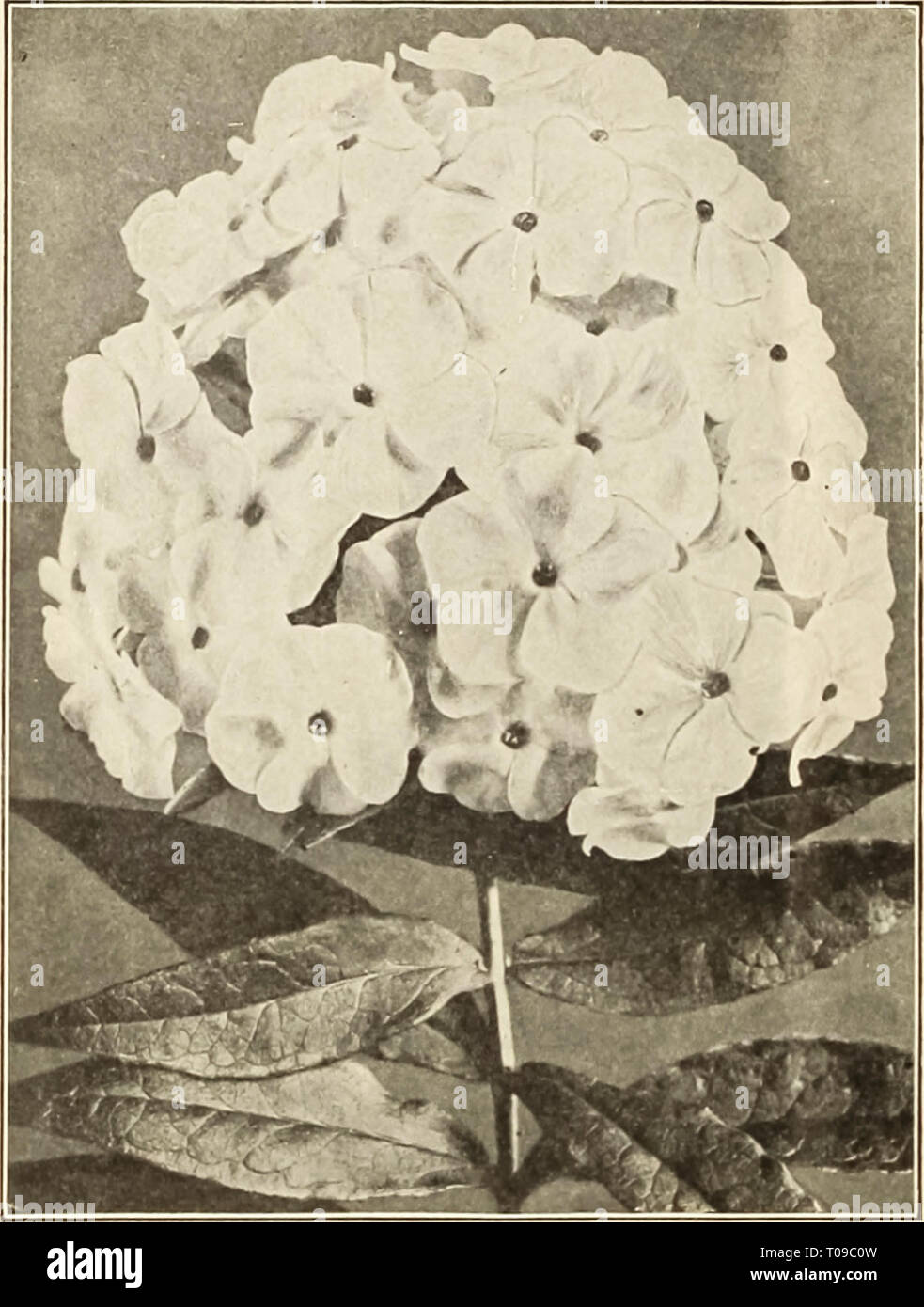 Dreer's mid-summer catalogue 1913 (1913 Stock Photo - Alamy