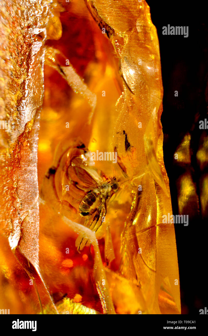 Prehistoric fly in Baltic amber - showing signs of fungus / mold Stock ...