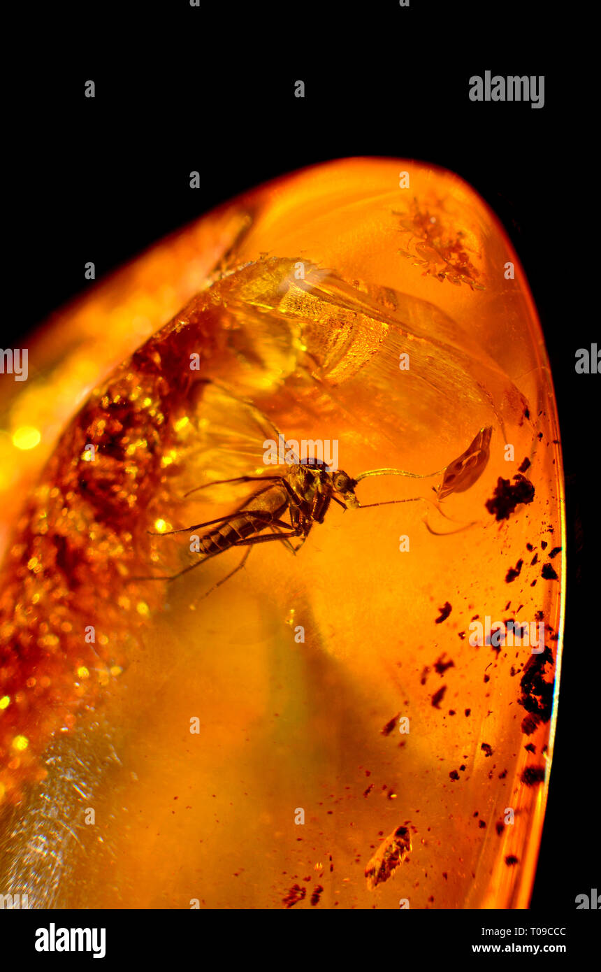 Fossilised fly in amber resin hi-res stock photography and images - Alamy