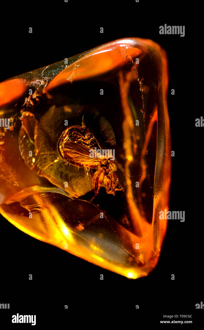 Prehistoric fly in Baltic amber Stock Photo - Alamy