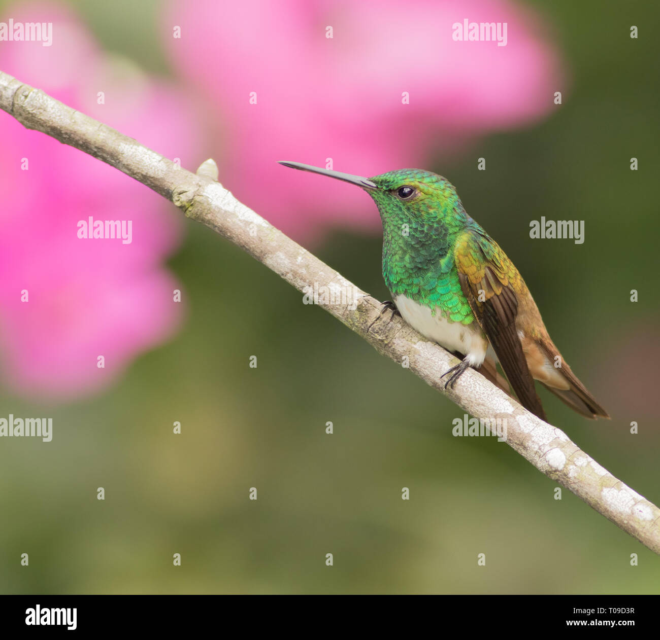 The Snowy-bellied Hummingbird’s clean white belly and its green chest ...