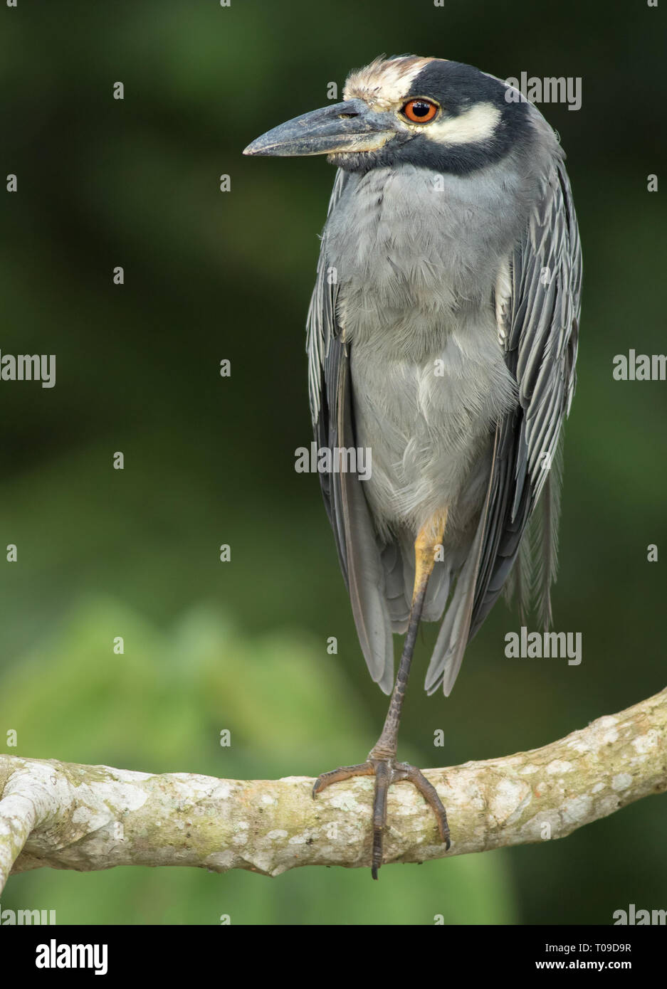 Yellow-crowned Night-Herons are fairly small herons with stocky bodies ...