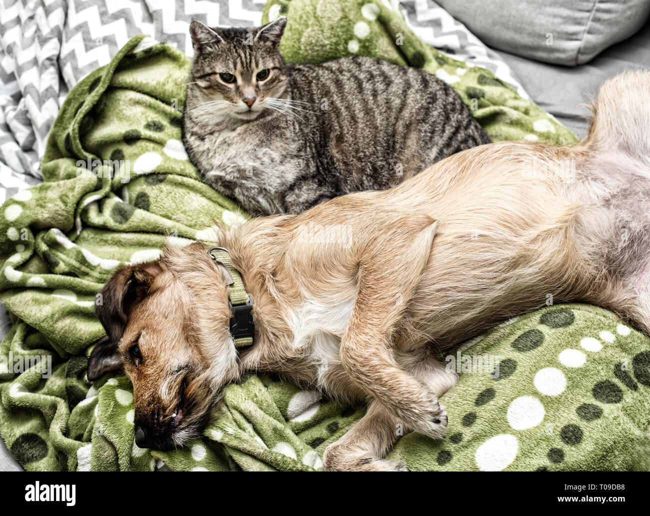 Dog and cat playing together Stock Photo - Alamy