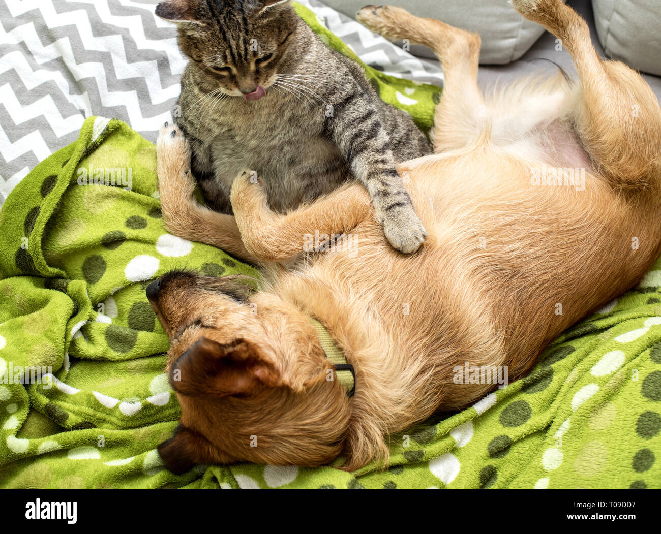 Dog and cat playing together Stock Photo - Alamy