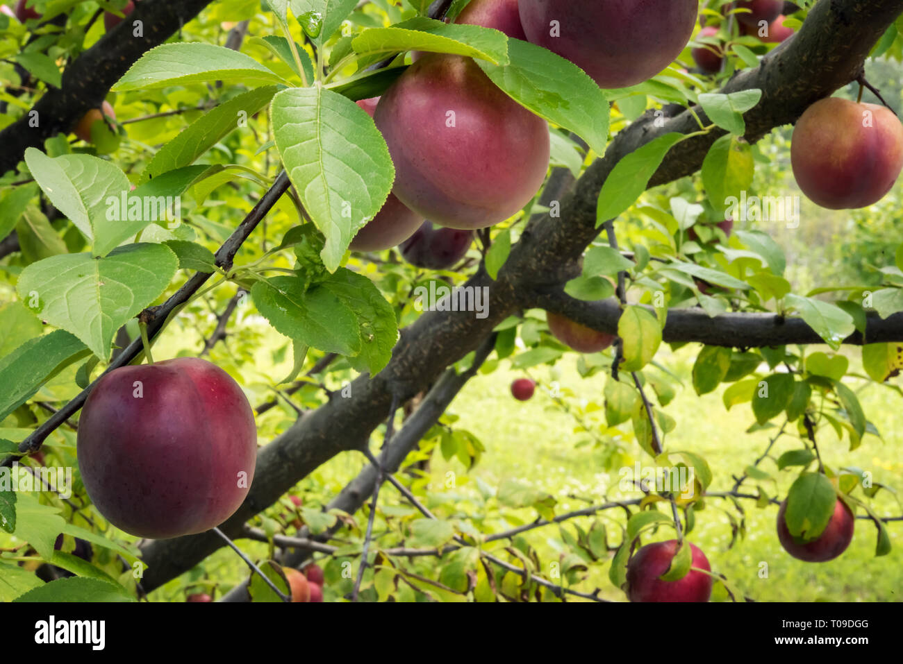 D organic hi-res stock photography and images - Alamy