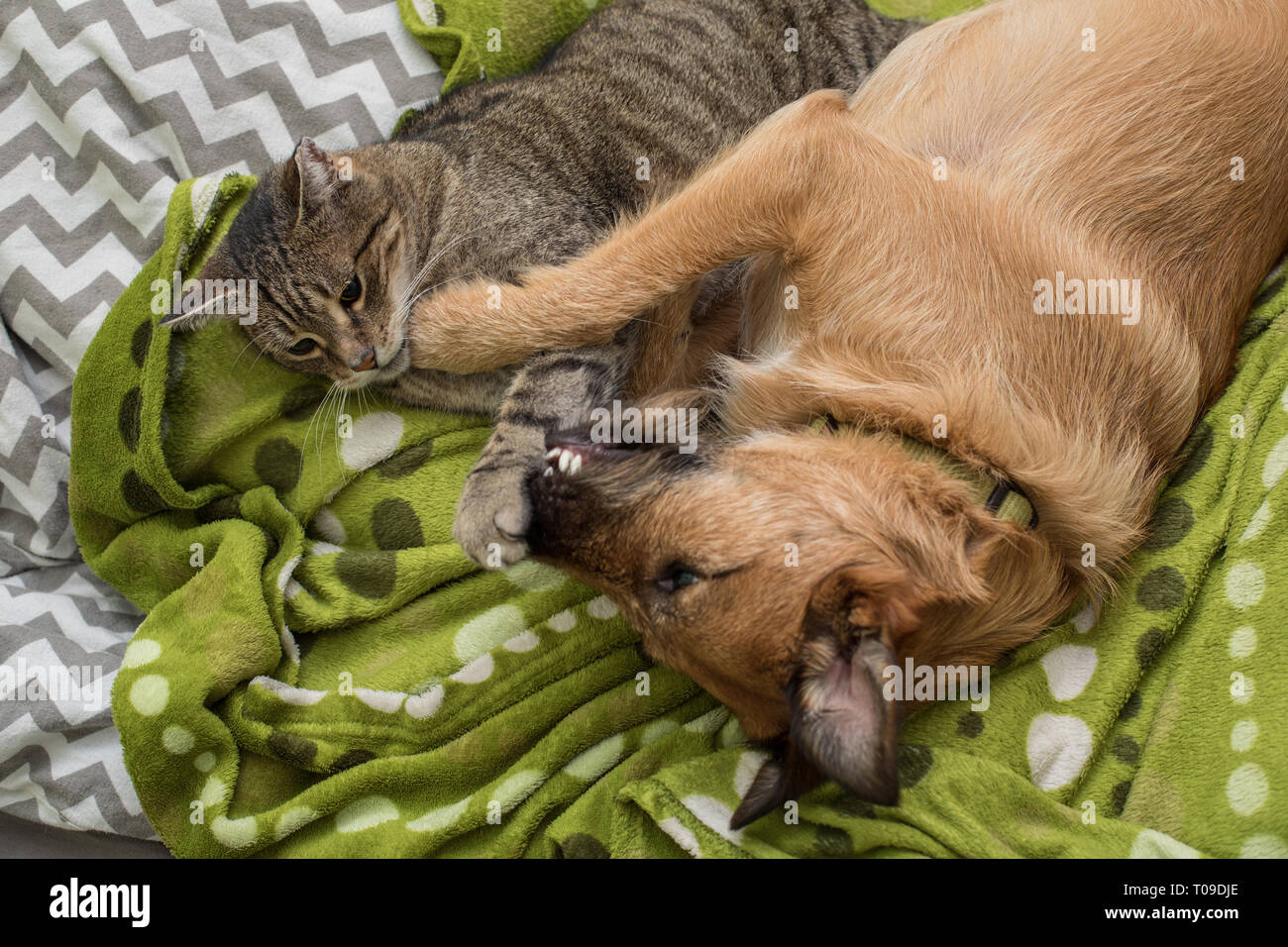 Dog and cat playing together Stock Photo - Alamy