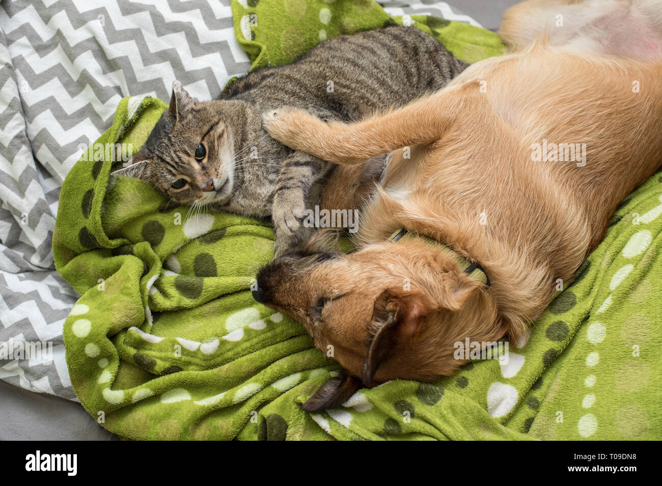 Dog and cat playing together Stock Photo - Alamy