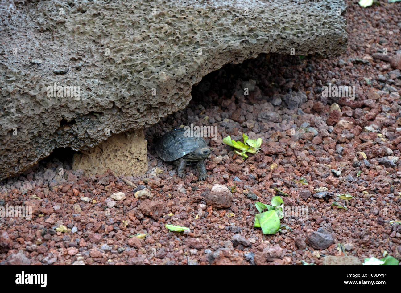 Galapagos Giant Turtle Darwin Stock Photo - Alamy
