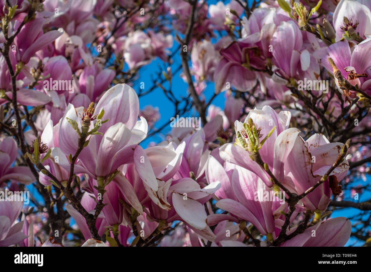 Japanese magnolia flowers hi-res stock photography and images - Alamy