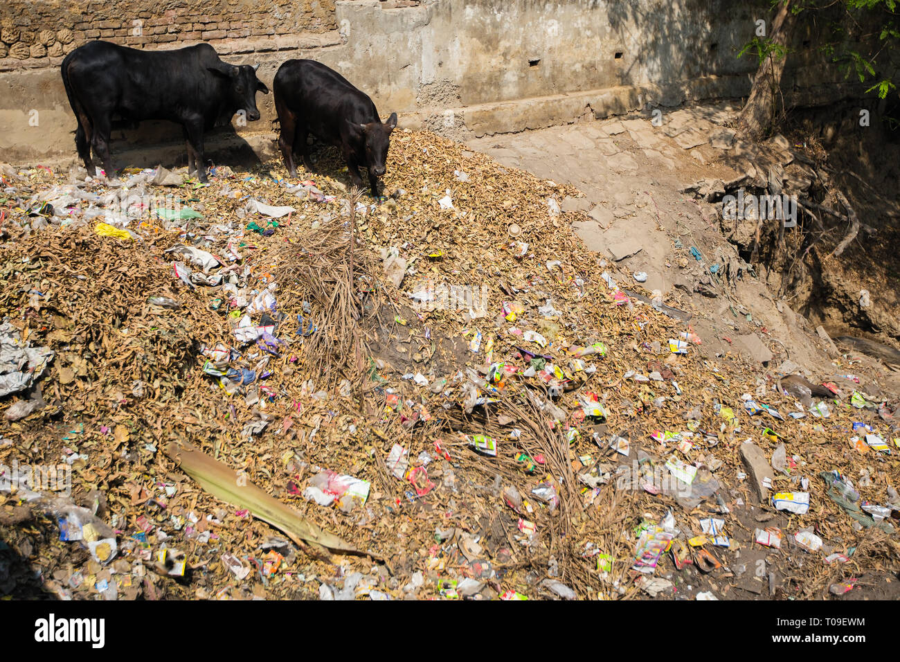 Indian cows eating trash from the landfill Stock Photo - Alamy