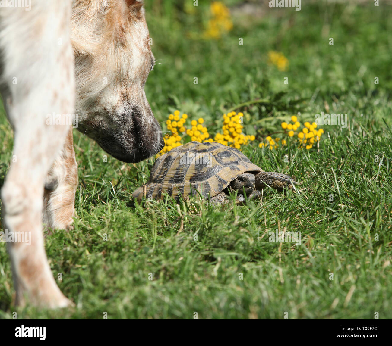 Attack turtle hi-res stock photography and images - Alamy