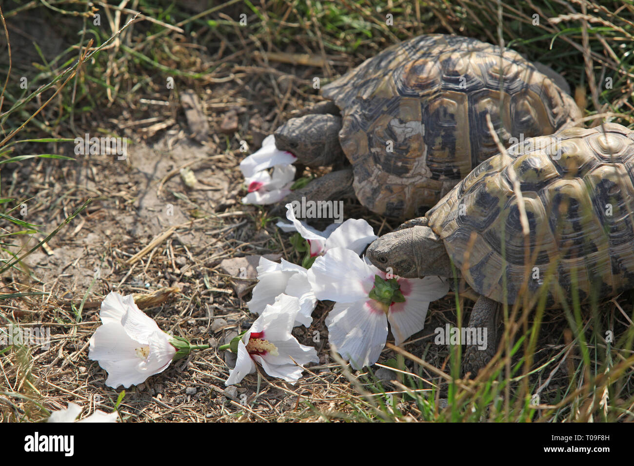 Turtles eating hi-res stock photography and images - Alamy