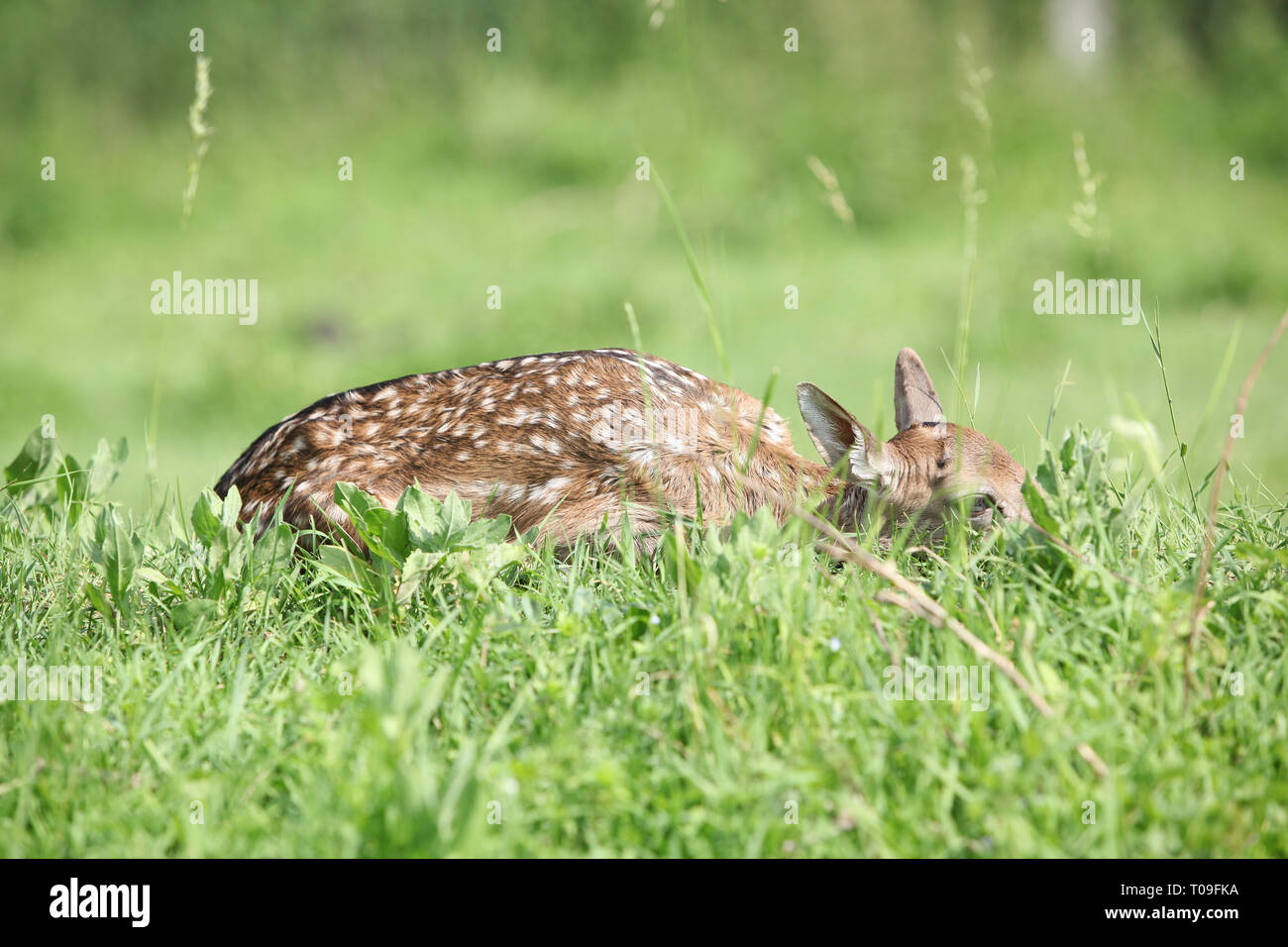 Small buck hi-res stock photography and images - Alamy