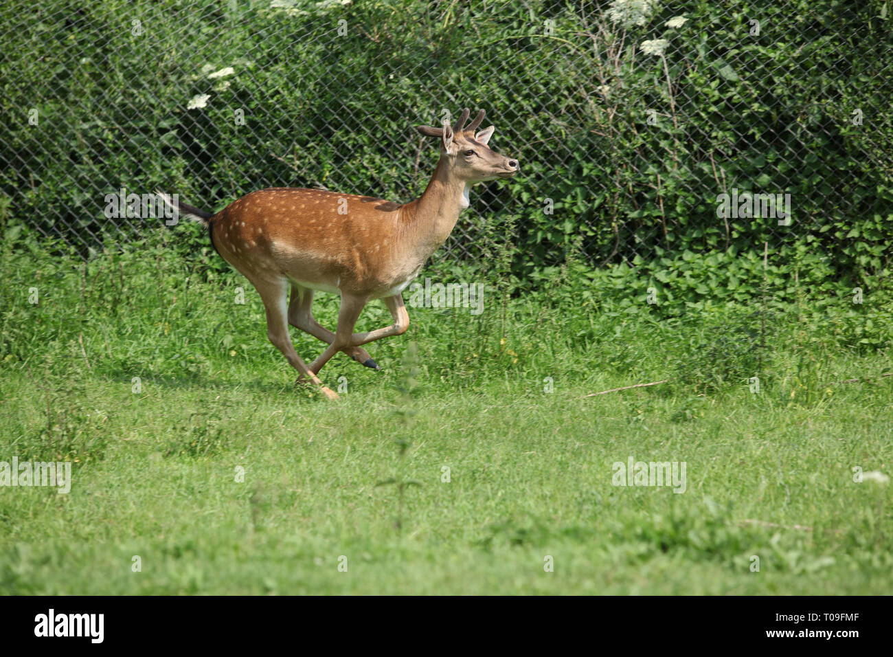 Whitetail deer buck running hi-res stock photography and images - Alamy