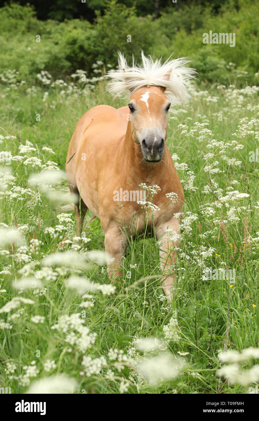 Nice chestnut haflinger running in freedom Stock Photo - Alamy