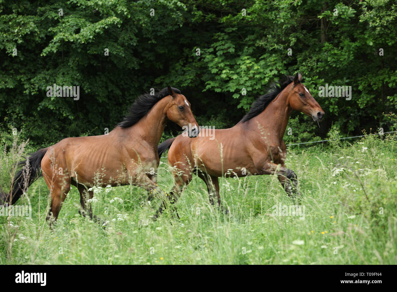 Two old brown horses running in high grass Stock Photo - Alamy