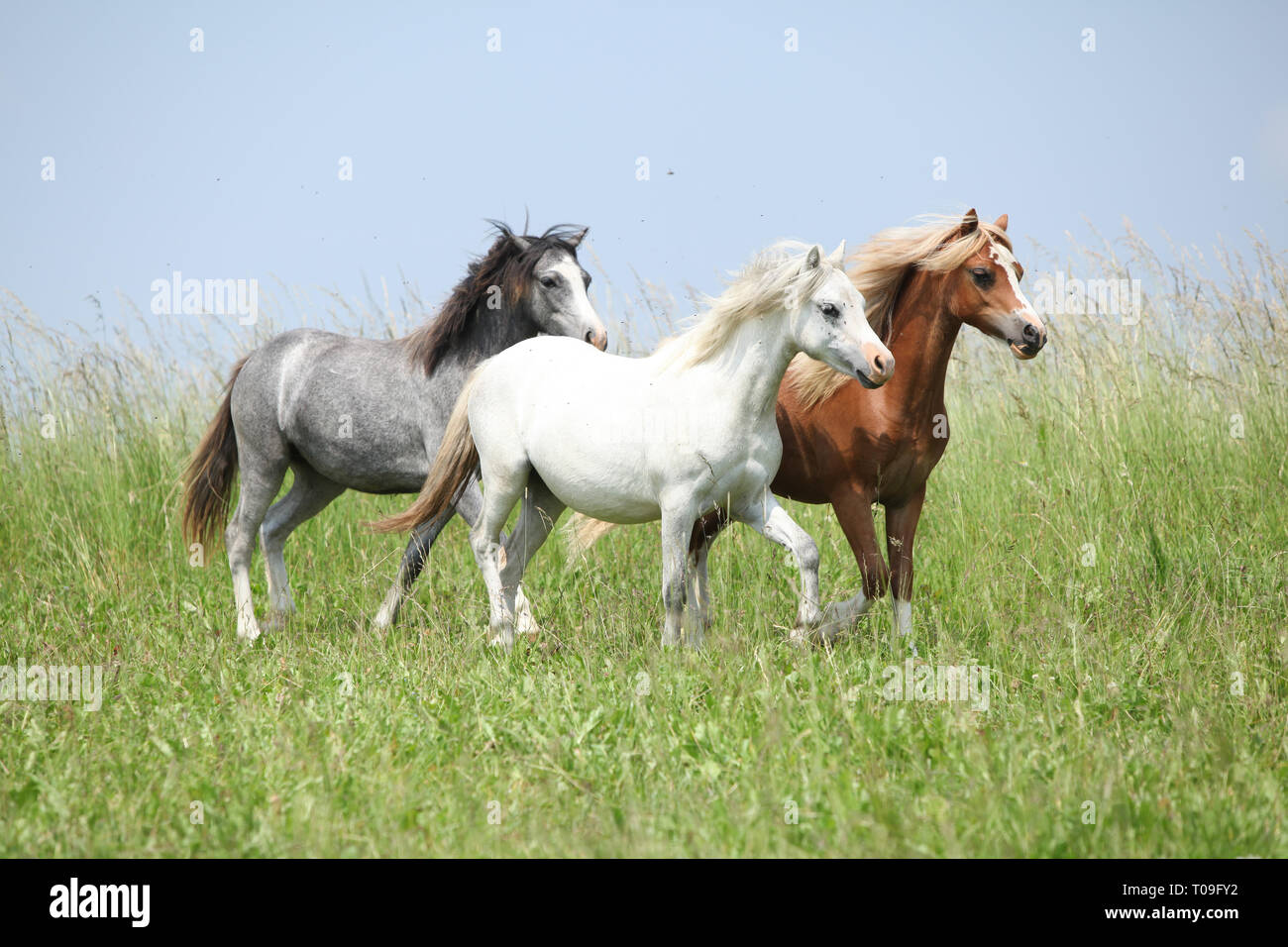 Three nice young welsh ponnies moving on the pasturage Stock Photo - Alamy