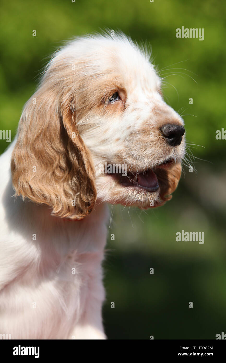Portrait of smiling English Cocker Spaniel puppy in front of green ...