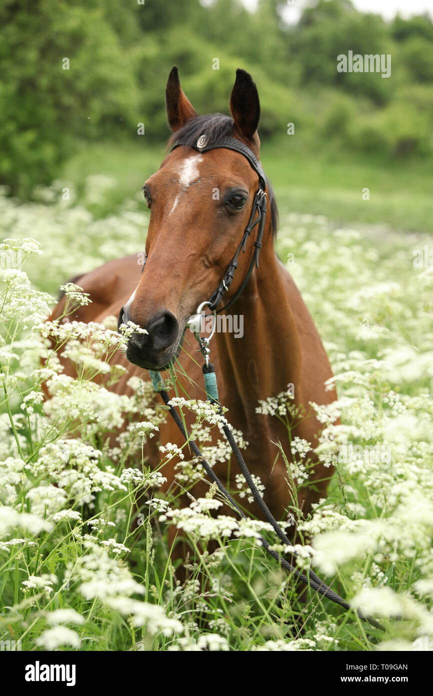 Beautiful brown mare with bridle in white flowers Stock Photo - Alamy