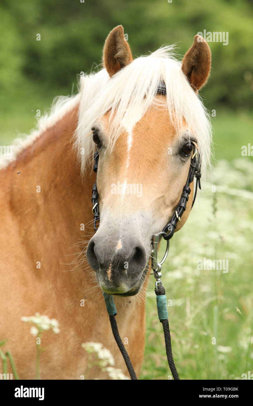 Portrait of gorgeous chestnut haflinger with bridle in white flowers ...