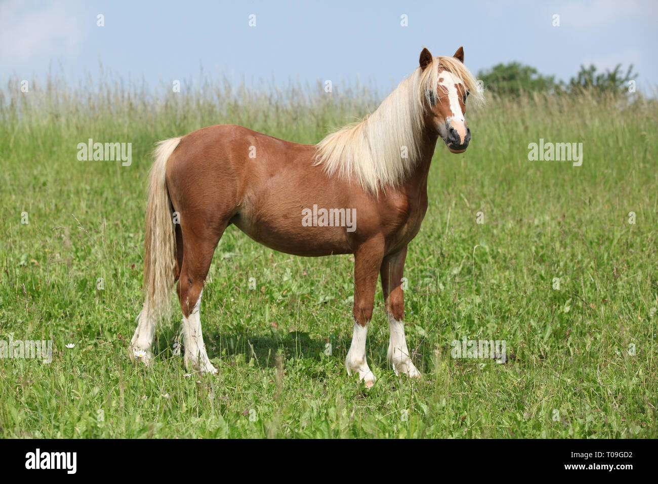 Nice young chestnut welsh mountain pony on pasturage Stock Photo - Alamy