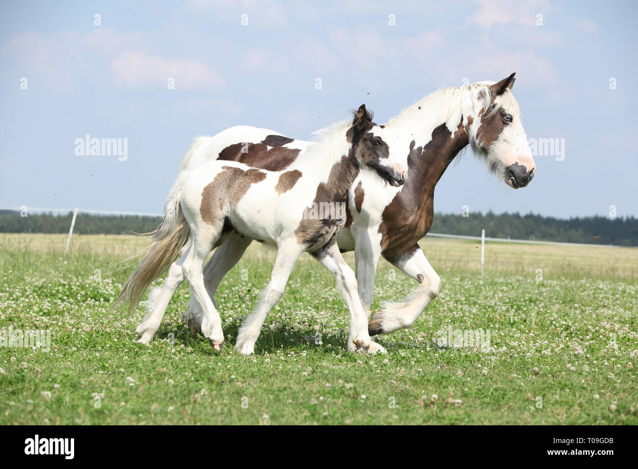 Irish foal hi-res stock photography and images - Alamy