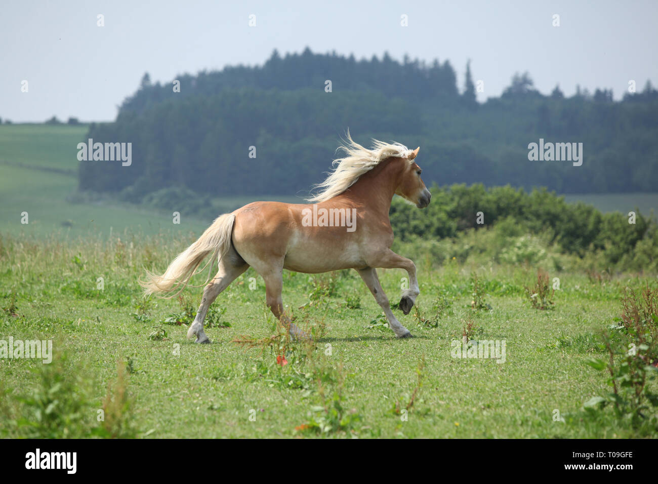Beautiful chestnut haflinger running away on pasturage Stock Photo - Alamy