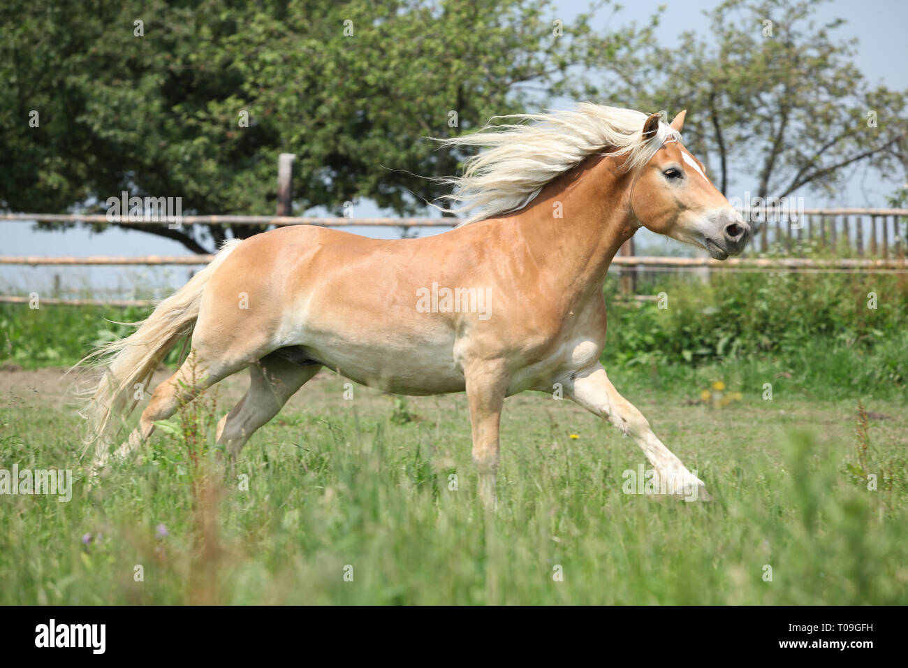 Nice chestnut haflinger running on green pasturage Stock Photo - Alamy