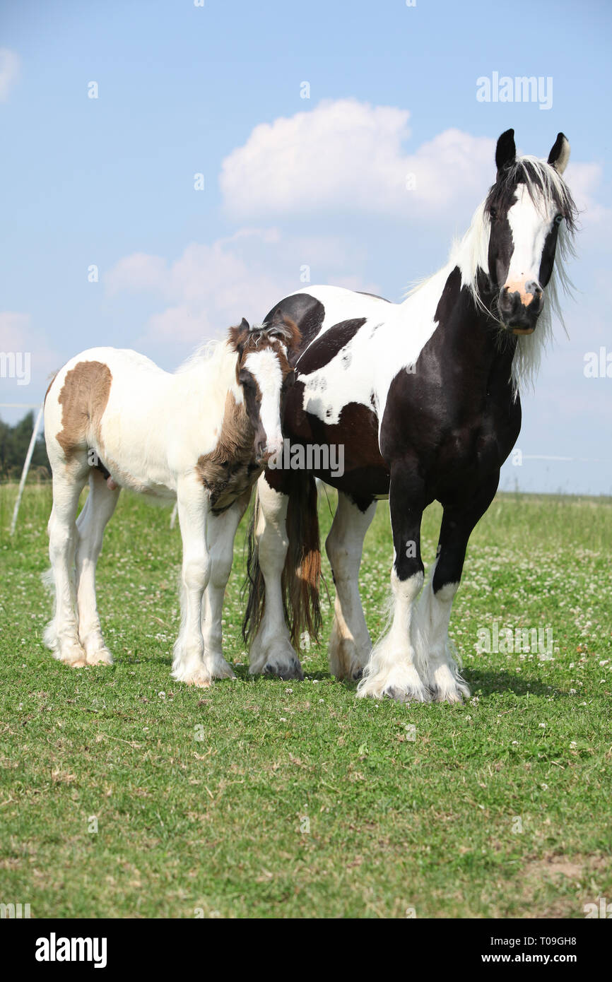 Nice skewbald irish cob mare with foal on pasturage Stock Photo - Alamy